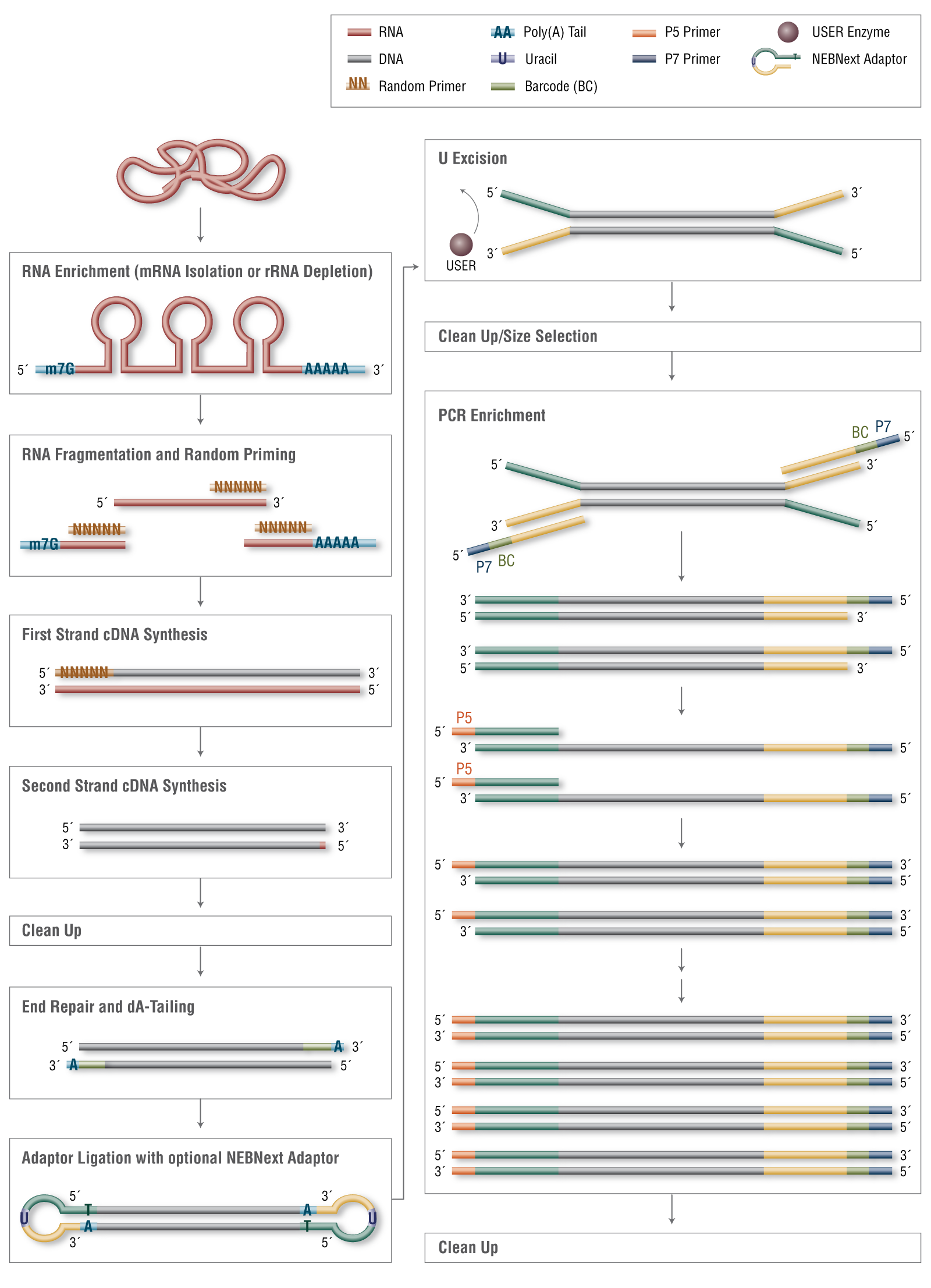 RNA Library Prep for Illumina | NEB